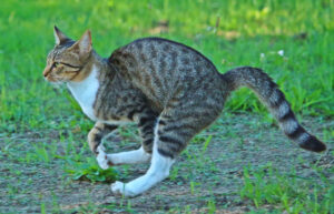 Katzen-Zoomies: Die verrückten 5 Minuten bei Katzen und was dahinter ...